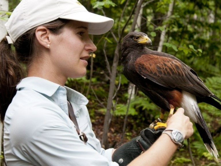 Apprenti Fauconnier offert par Faucon-Éduc | Chouette encan 2024 ...